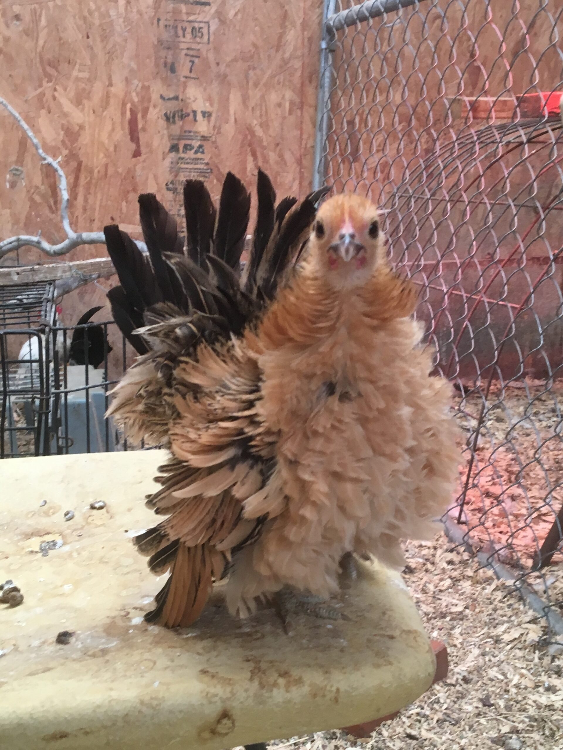 About Seramas – Bossie Biddies